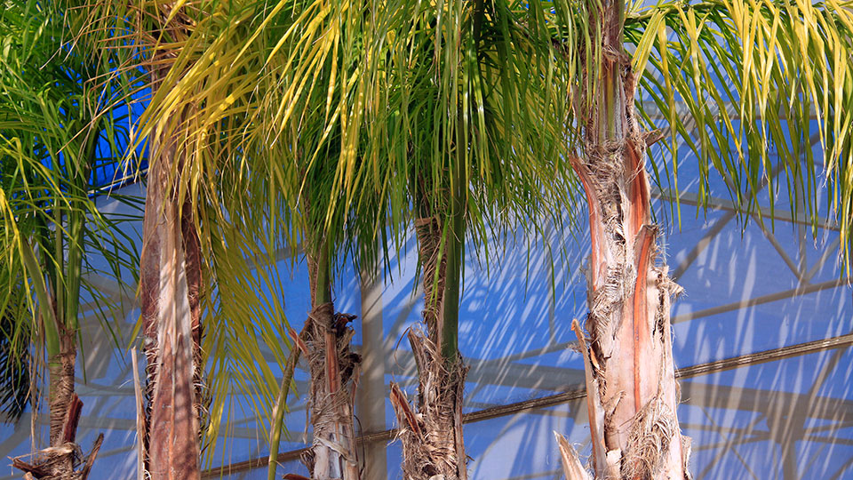 Arecastrum romanzoffianum | Viveros MASIA ANGELA